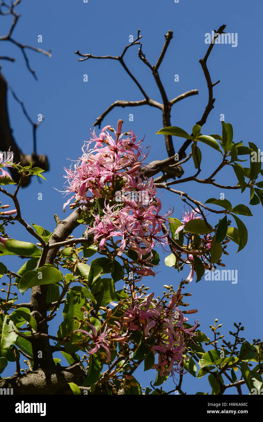 The Bauhinia or Orchid tree Stock Photo - Alamy