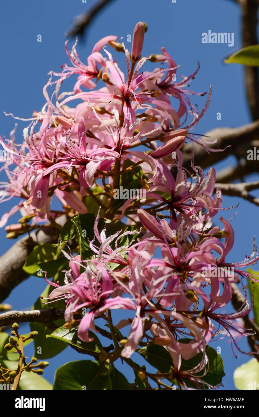 The Bauhinia or Orchid tree Stock Photo - Alamy