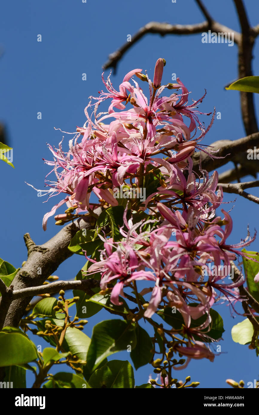 The Bauhinia or Orchid tree Stock Photo - Alamy