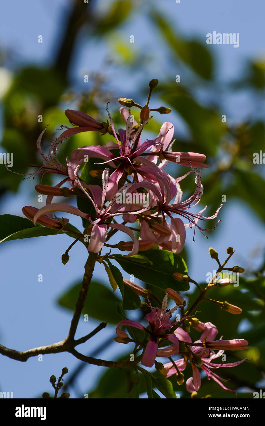 The Bauhinia or Orchid tree Stock Photo - Alamy