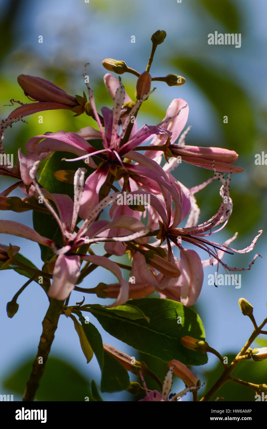 The Bauhinia or Orchid tree Stock Photo - Alamy