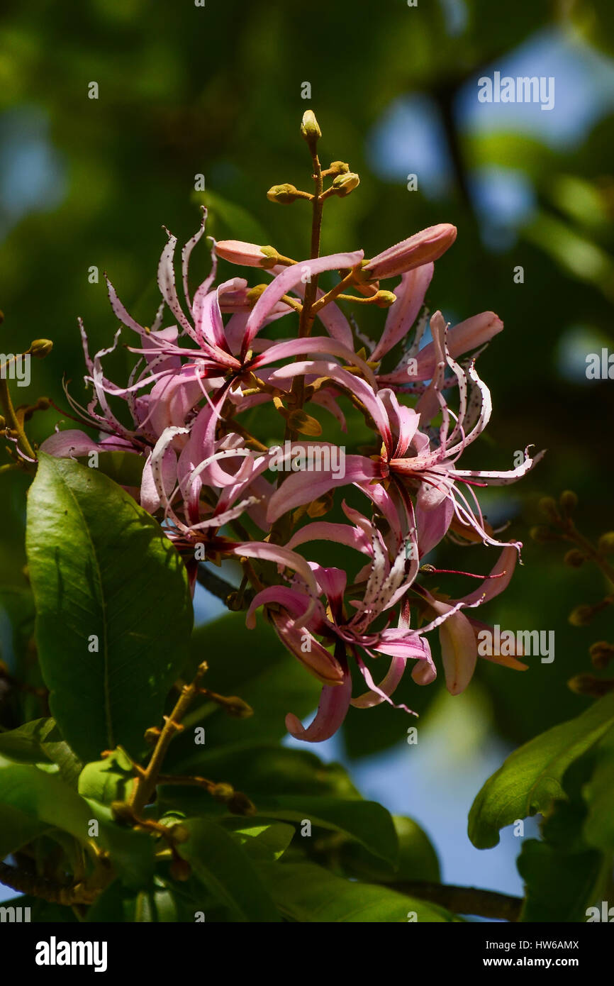 The Bauhinia or Orchid tree Stock Photo - Alamy