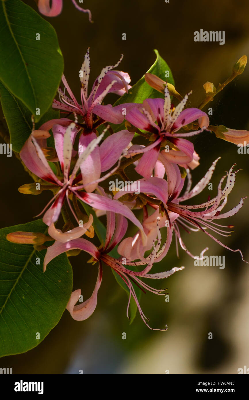The Bauhinia or Orchid tree Stock Photo - Alamy