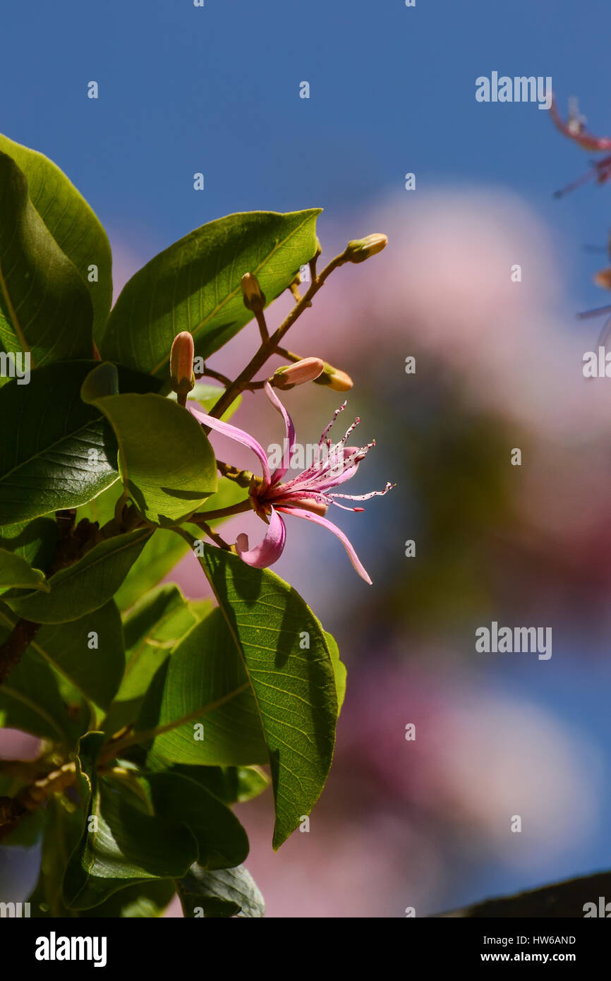 The Bauhinia or Orchid tree Stock Photo - Alamy