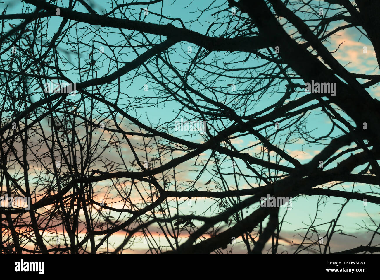 Abstract view of branches hi-res stock photography and images - Alamy