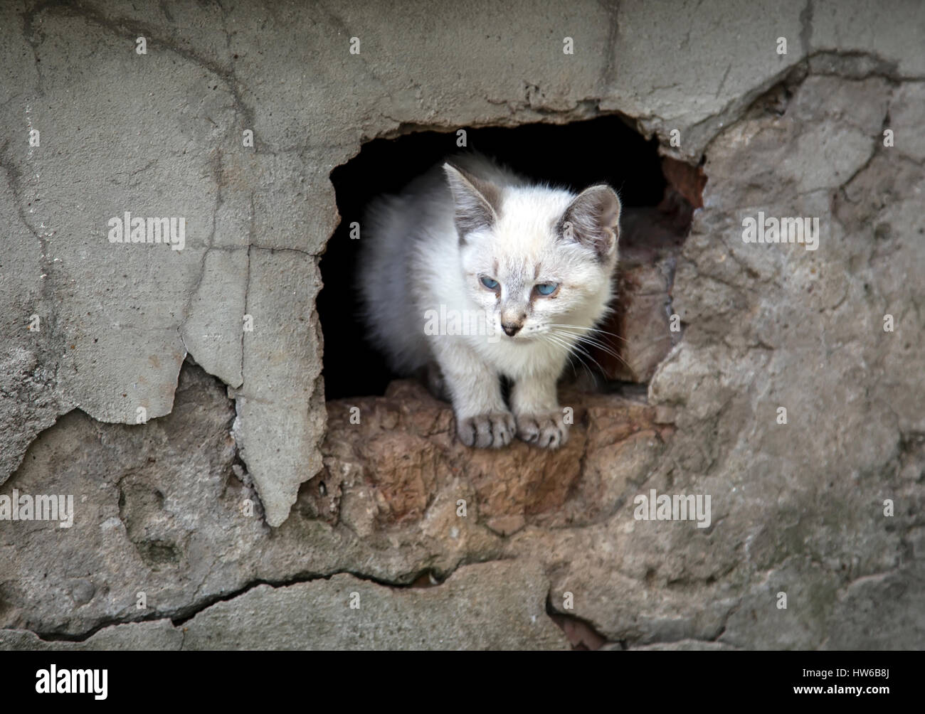 Kitten peeking out of a hole. Furry pets Stock Photo - Alamy