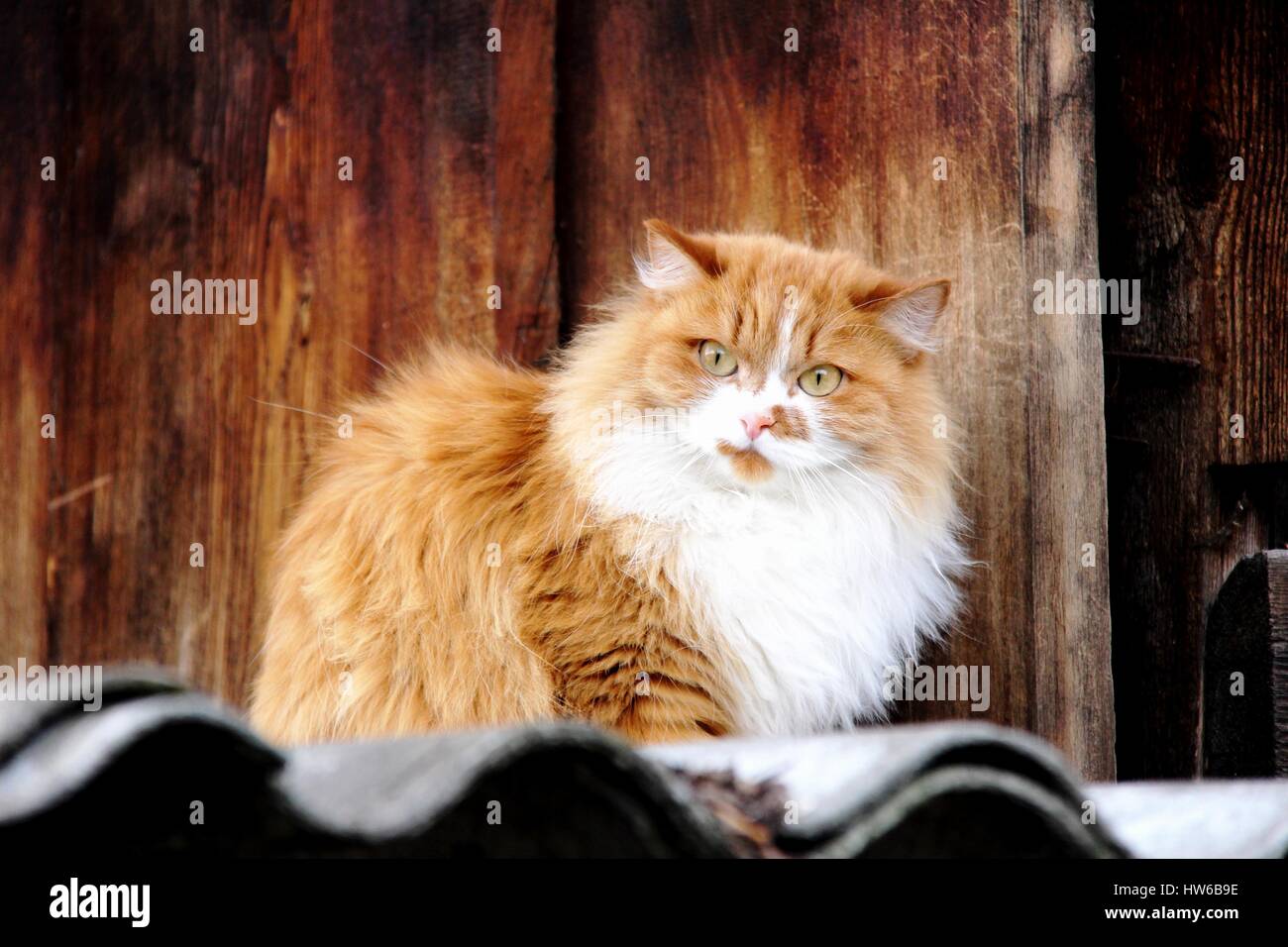 Sitting red cat. Furry pets Stock Photo - Alamy