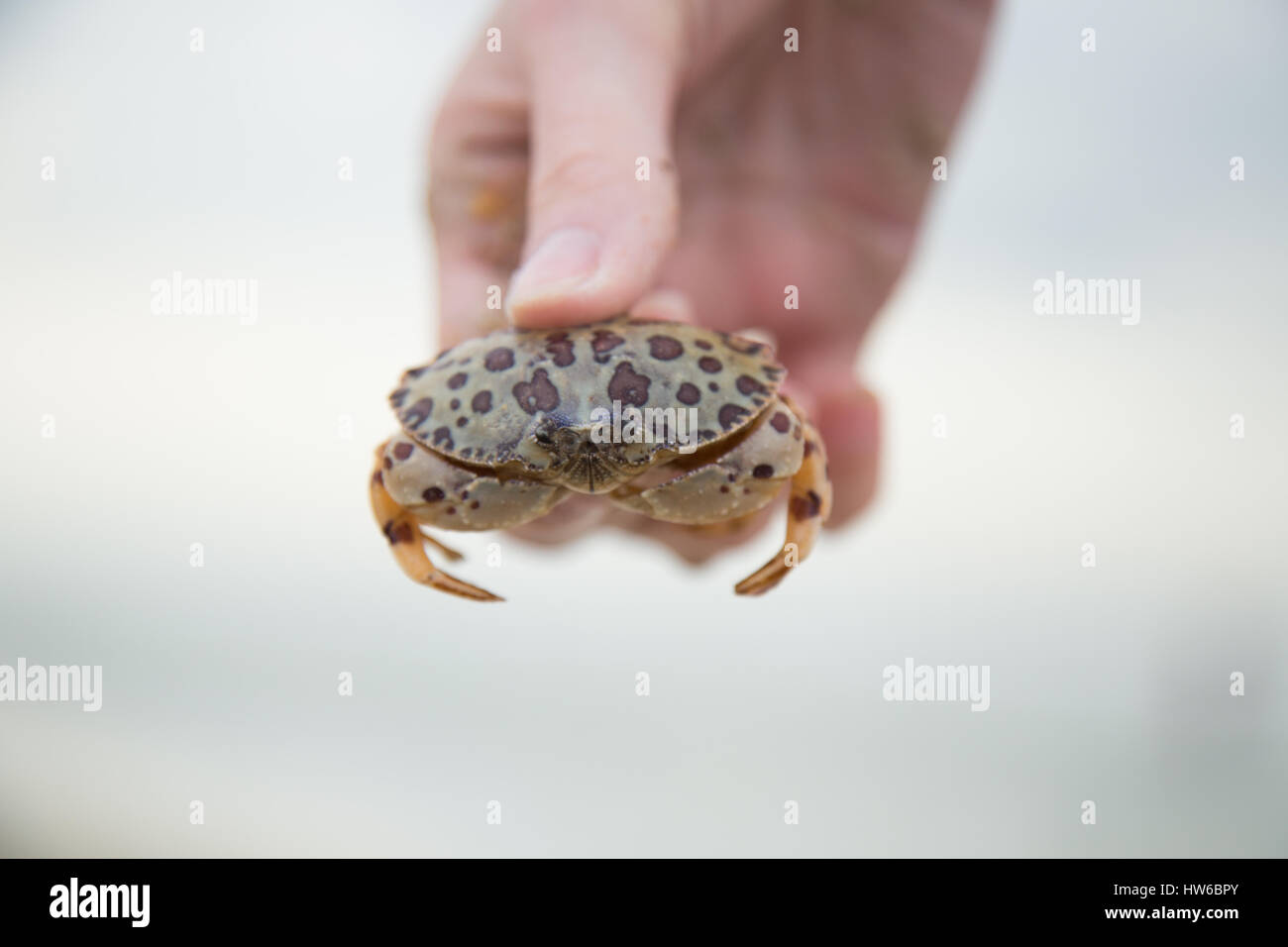 Hand holding crab Stock Photo - Alamy