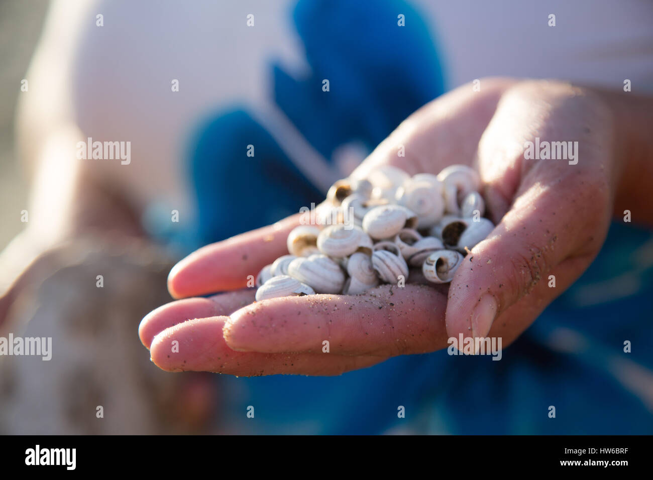 Shell of shells hi-res stock photography and images - Alamy