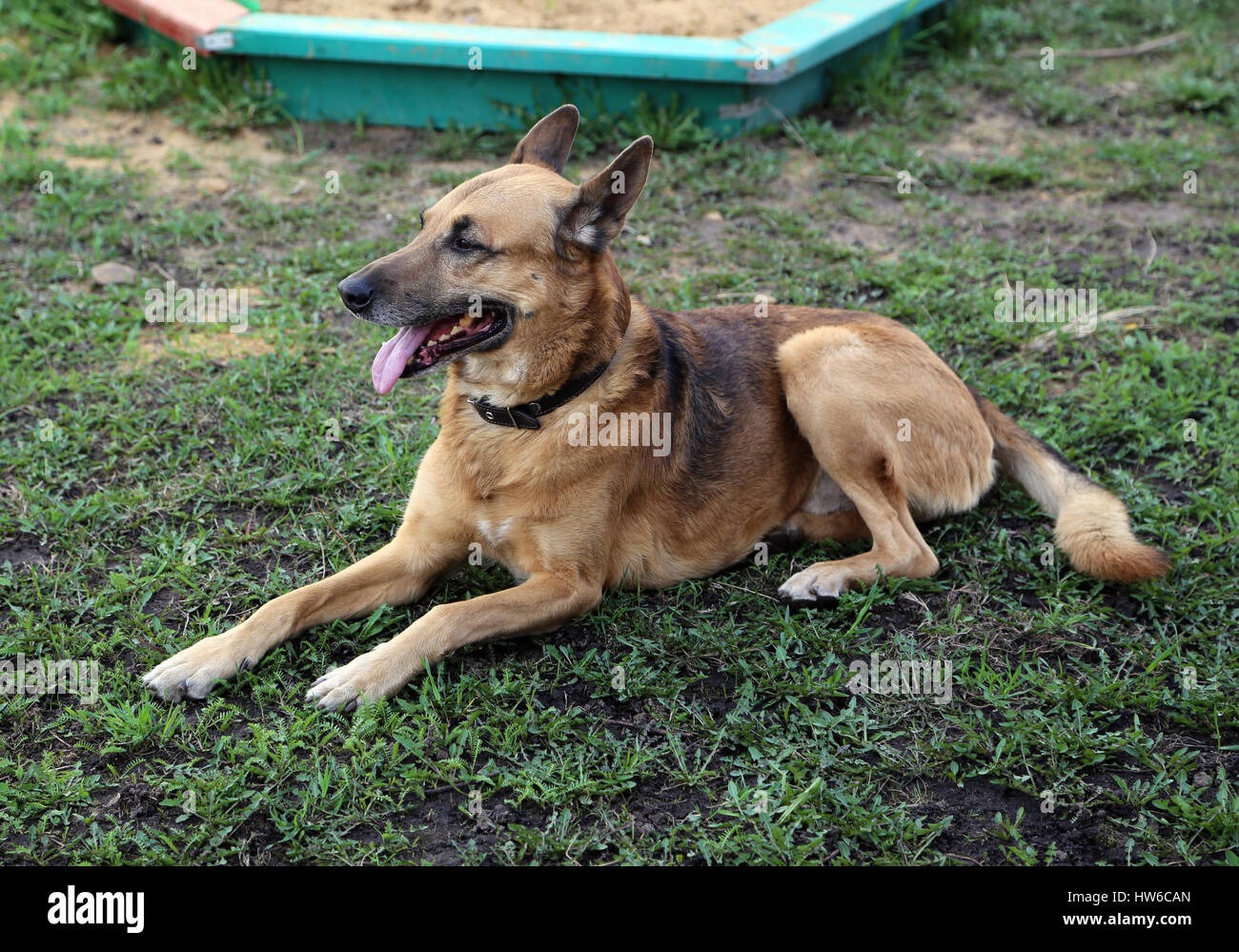 Shepherd Dog breed. Fun and clever pet Stock Photo - Alamy