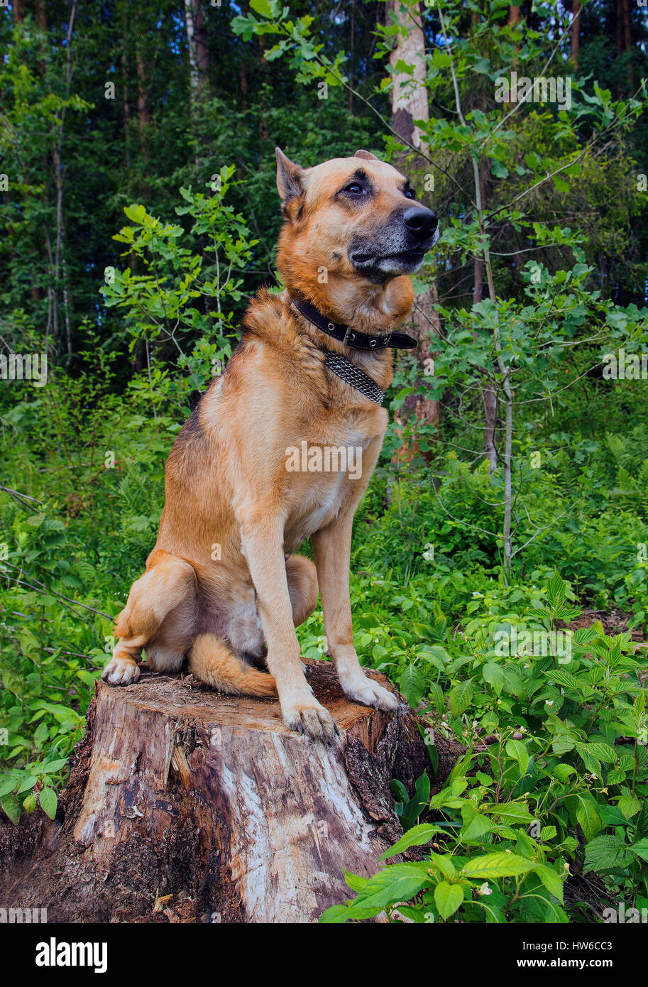 Shepherd Dog breed. Fun and clever pet Stock Photo - Alamy