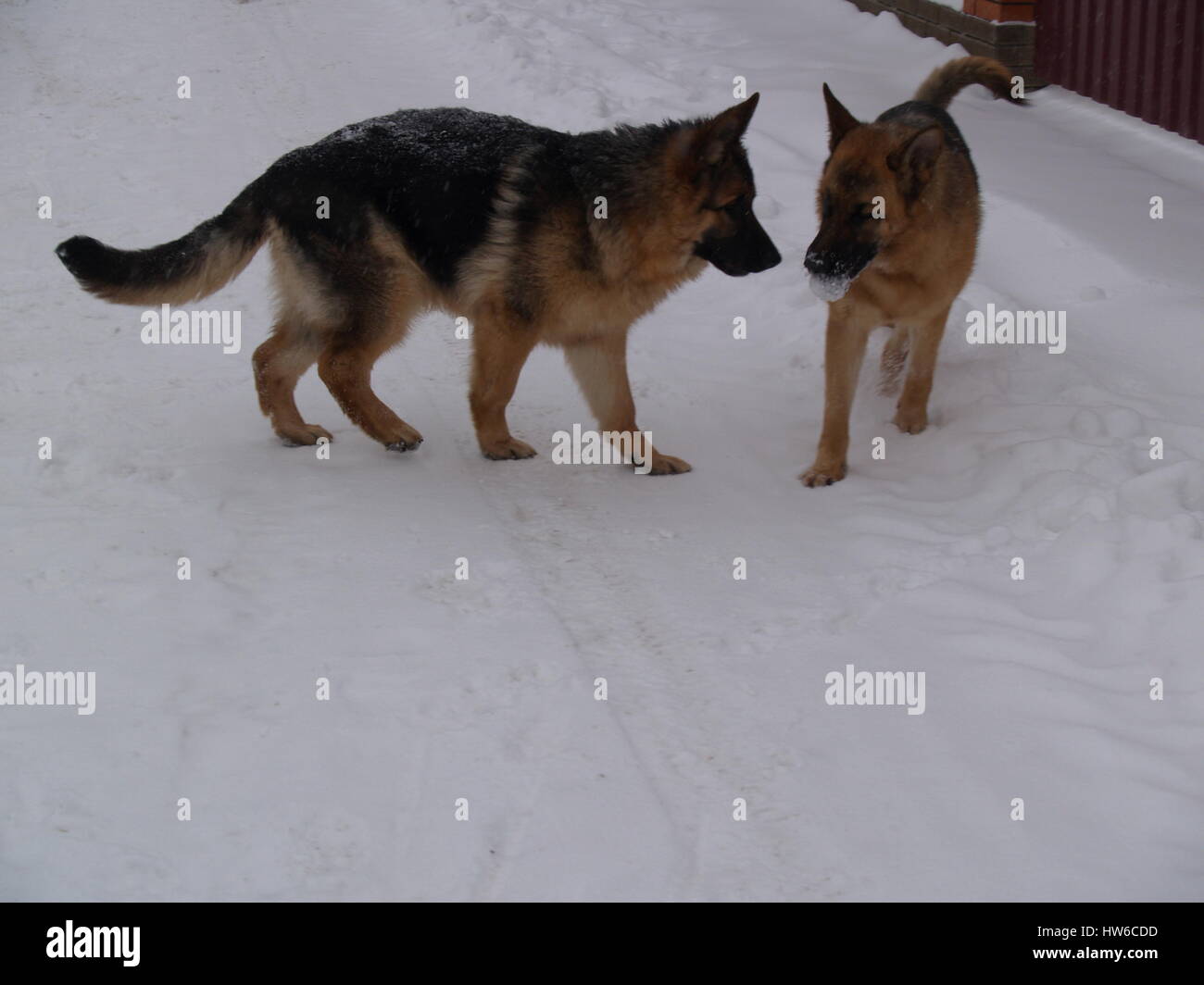 Dog, pet of all people Stock Photo - Alamy