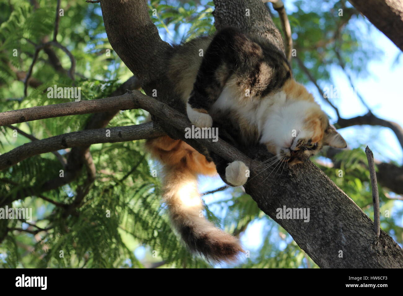 Mitten cat hi-res stock photography and images - Alamy