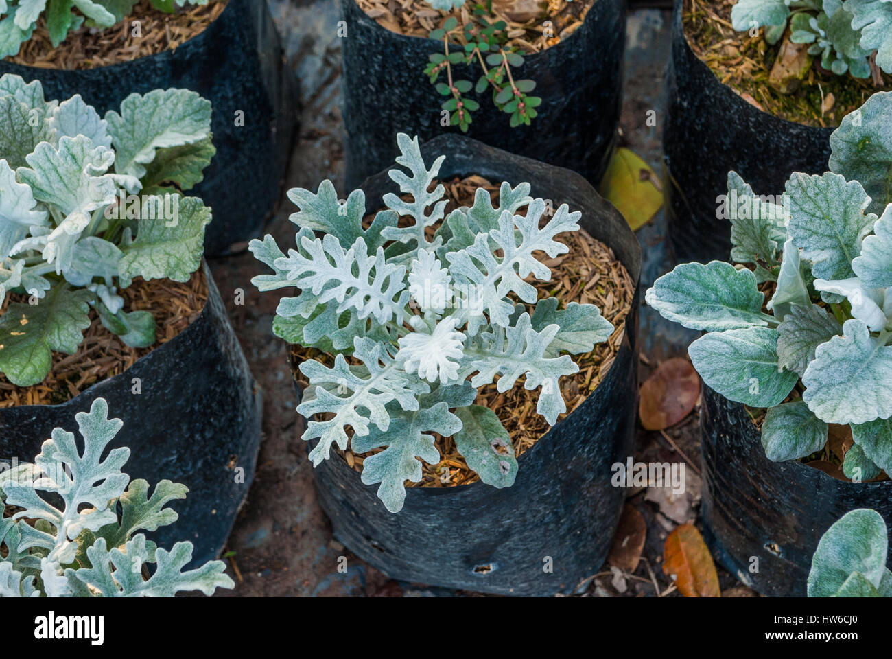 Closeup to Dusty Miller Plant, Senecio Cineraria DC Stock Photo - Alamy