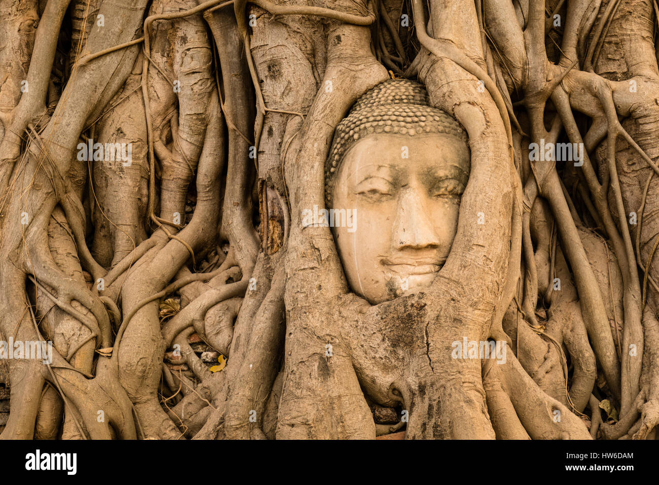 Entwined trees hi-res stock photography and images - Alamy