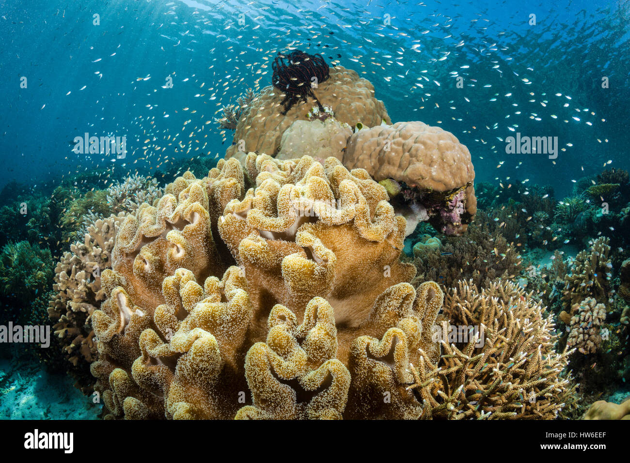 Leather Corals in Coral Reef, Sarcophyton sp., Raja Ampat, West Papua ...