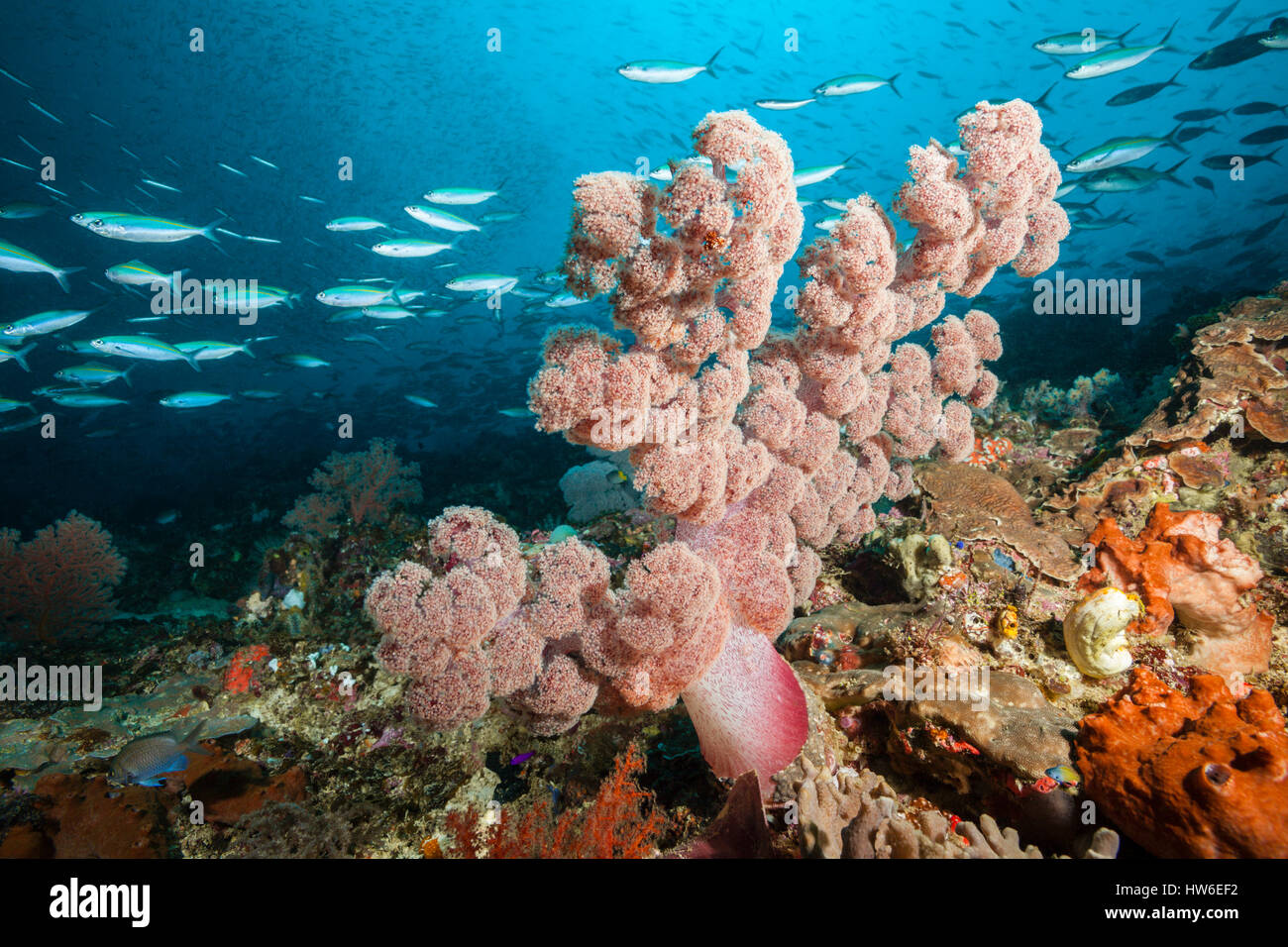 Colored Coral Reef, Raja Ampat, West Papua, Indonesia Stock Photo - Alamy