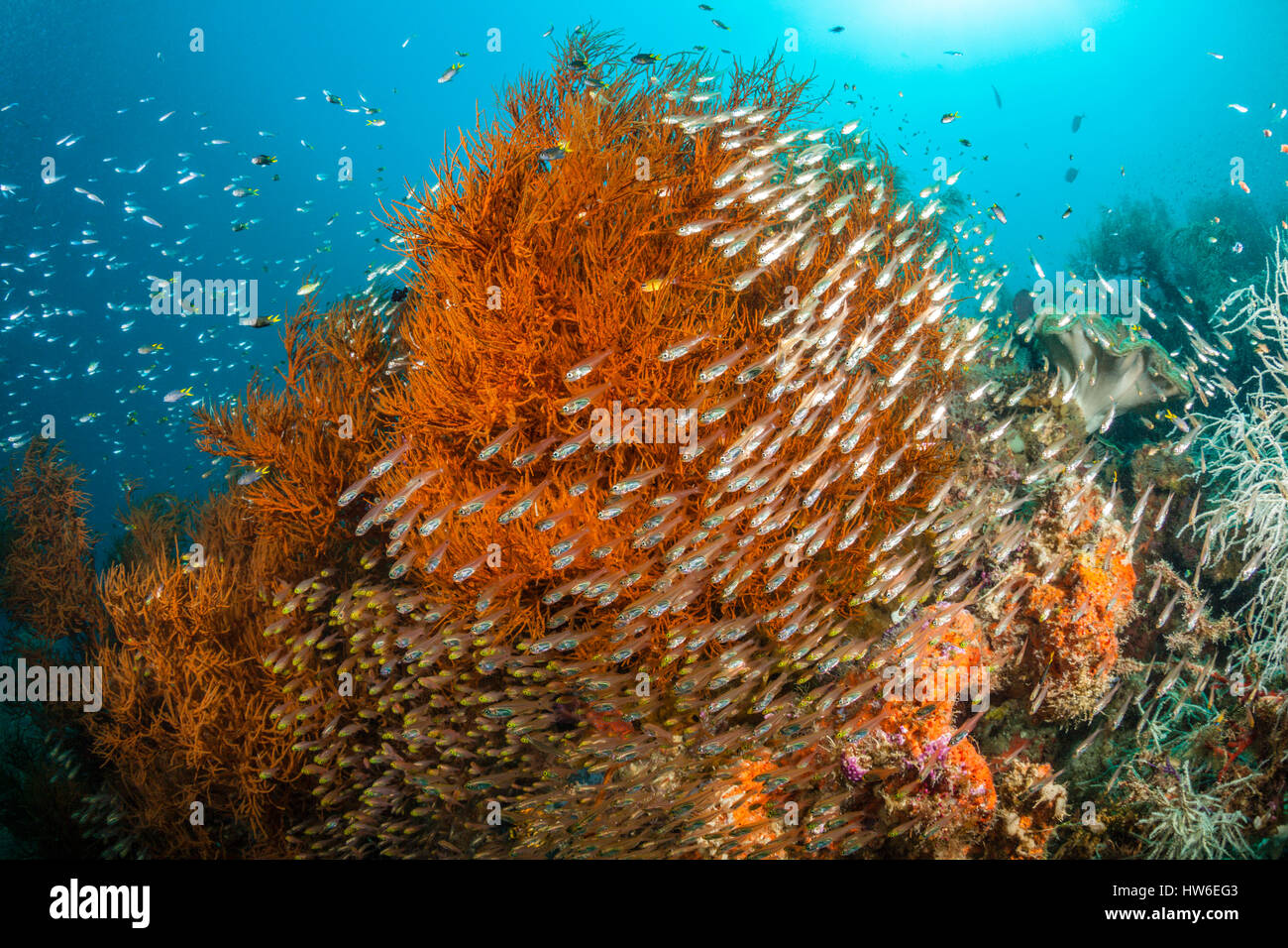 Pygmy Sweeper surrounding Black Coral, Parapriacanthus ransonneti, Raja ...