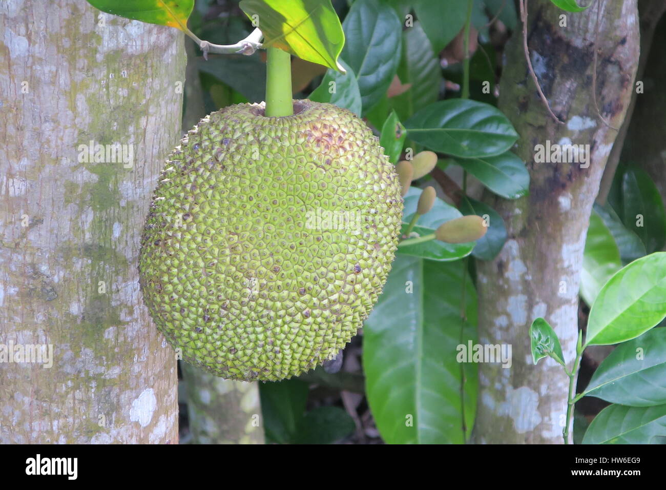 Largest tree borne fruit hi-res stock photography and images - Alamy