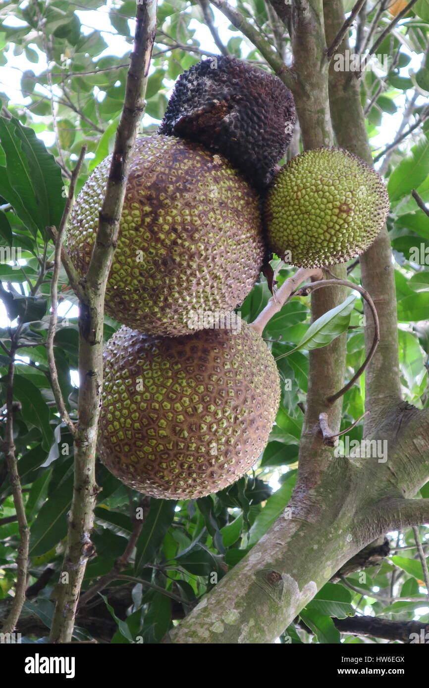 Tree borne fruit hi-res stock photography and images - Alamy