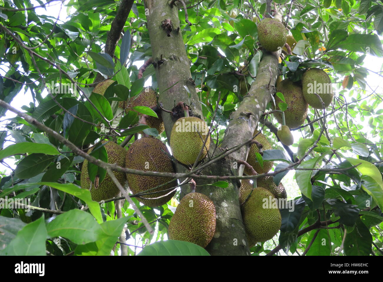 Largest tree borne fruit hi-res stock photography and images - Alamy