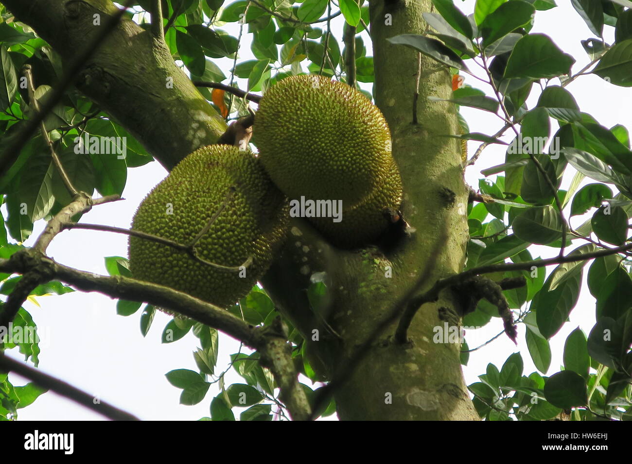 Largest tree borne fruit hi-res stock photography and images - Alamy