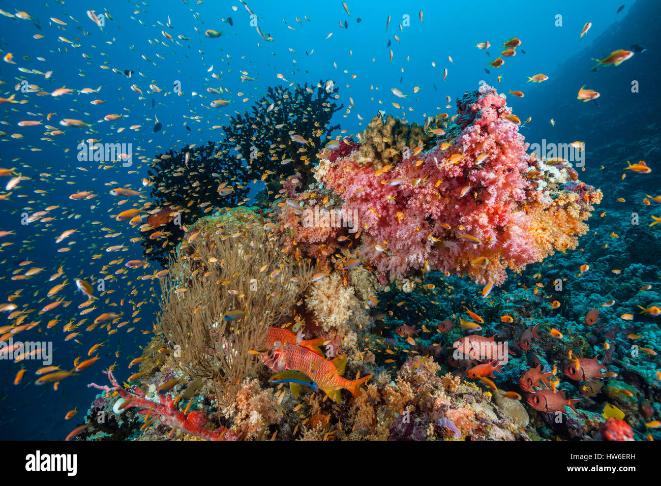 Colored Coral Reef, North Male Atoll, Maldives Stock Photo - Alamy