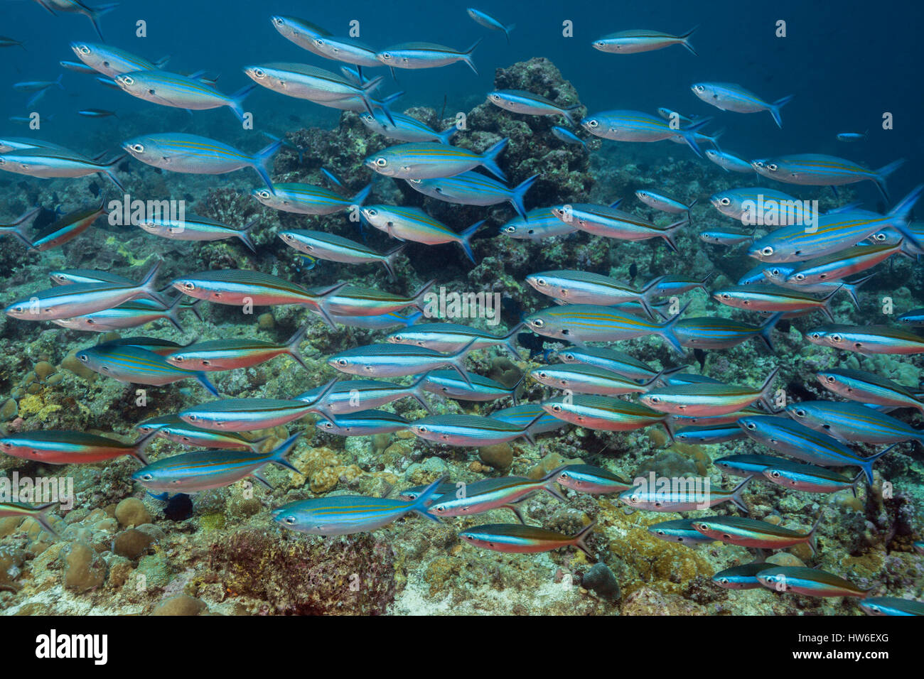 Shoal of Neon Fusilier, Pterocaesio tile, South Male Atoll, Maldives ...