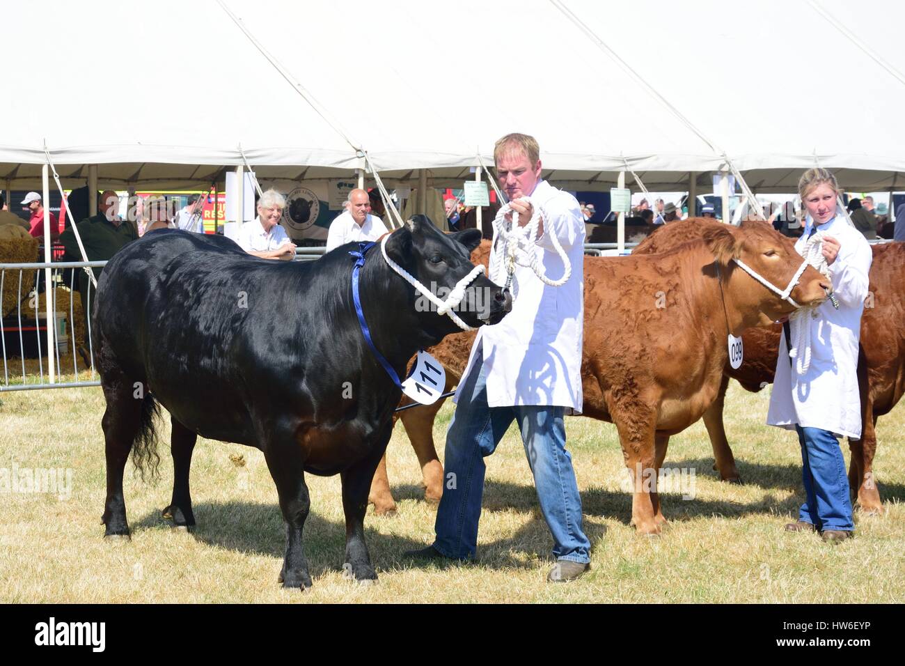 TENDRING SHOW ESSEX 11 JULY 2015: Cows in agricultural show Tendring ...