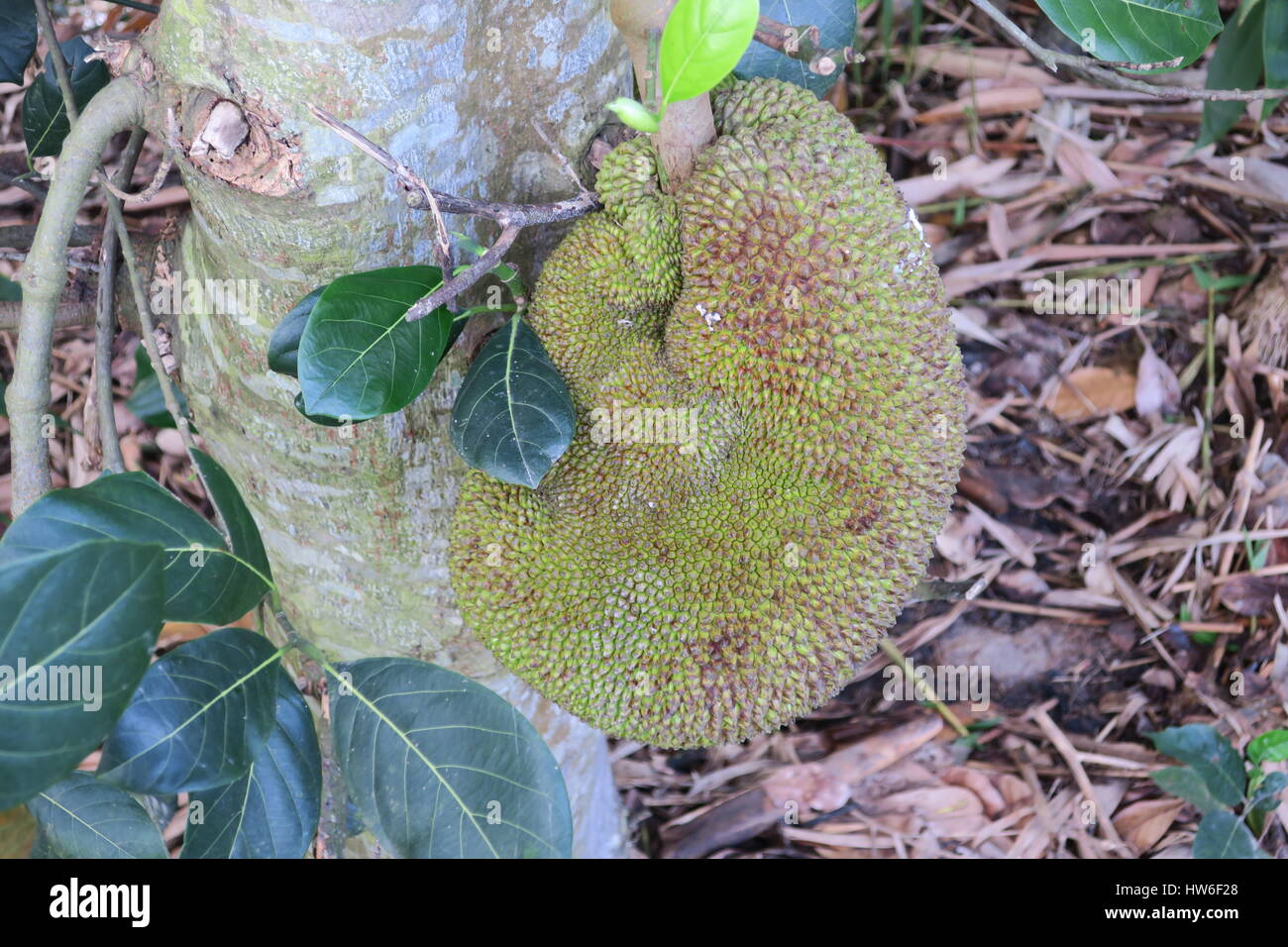 Largest tree borne fruit hi-res stock photography and images - Alamy