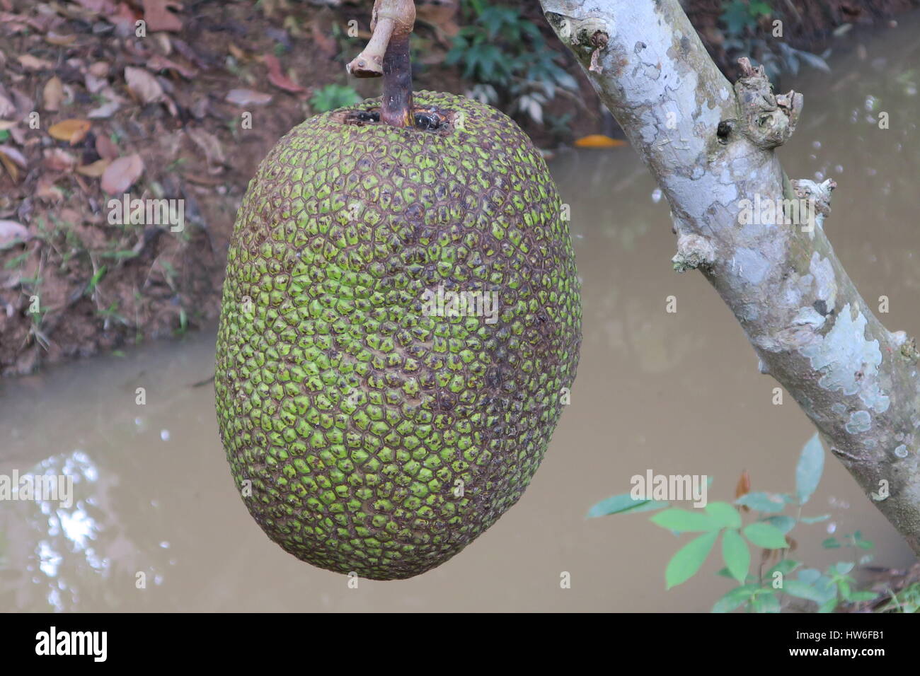 Largest tree borne fruit hi-res stock photography and images - Alamy