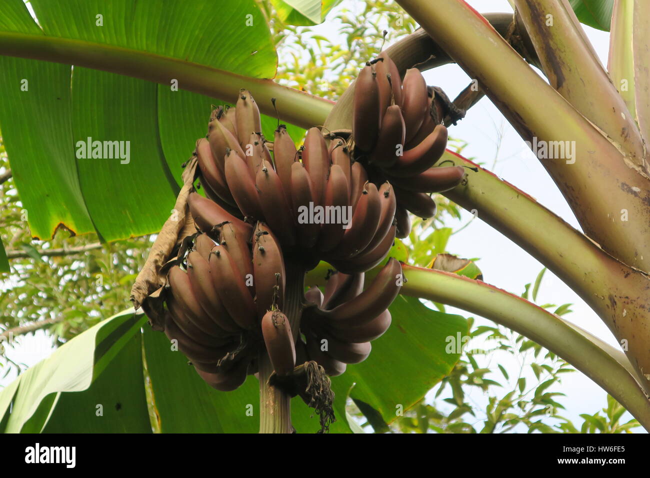 Banana tree with lots of bananas, Vietnam Stock Photo - Alamy
