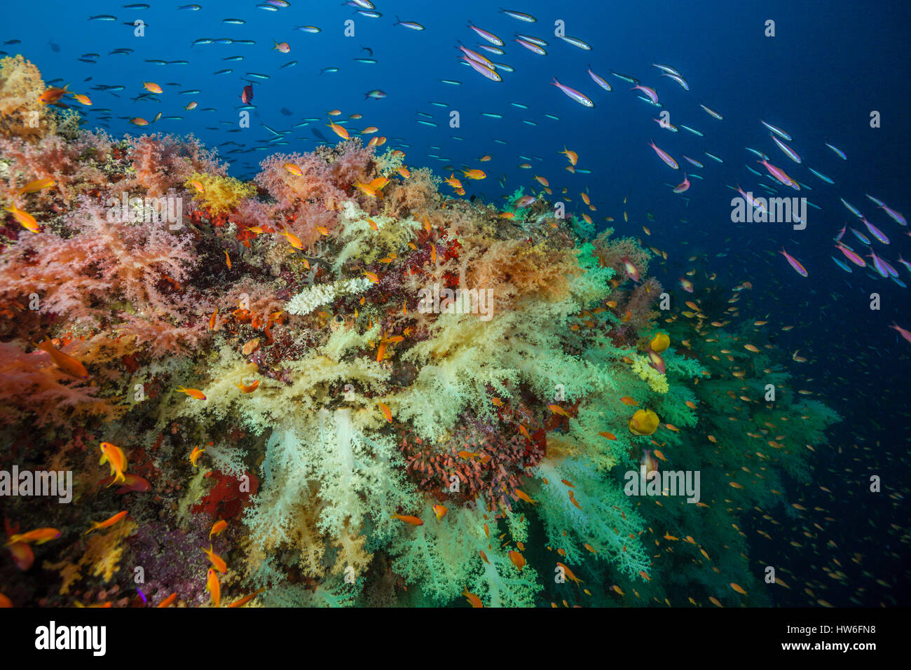 Colored Soft Corals, Nephthea sp, Felidhu Atoll, Maldives Stock Photo ...