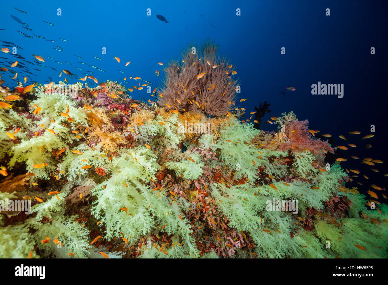 Colored Soft Corals, Nephthea sp, Felidhu Atoll, Maldives Stock Photo ...