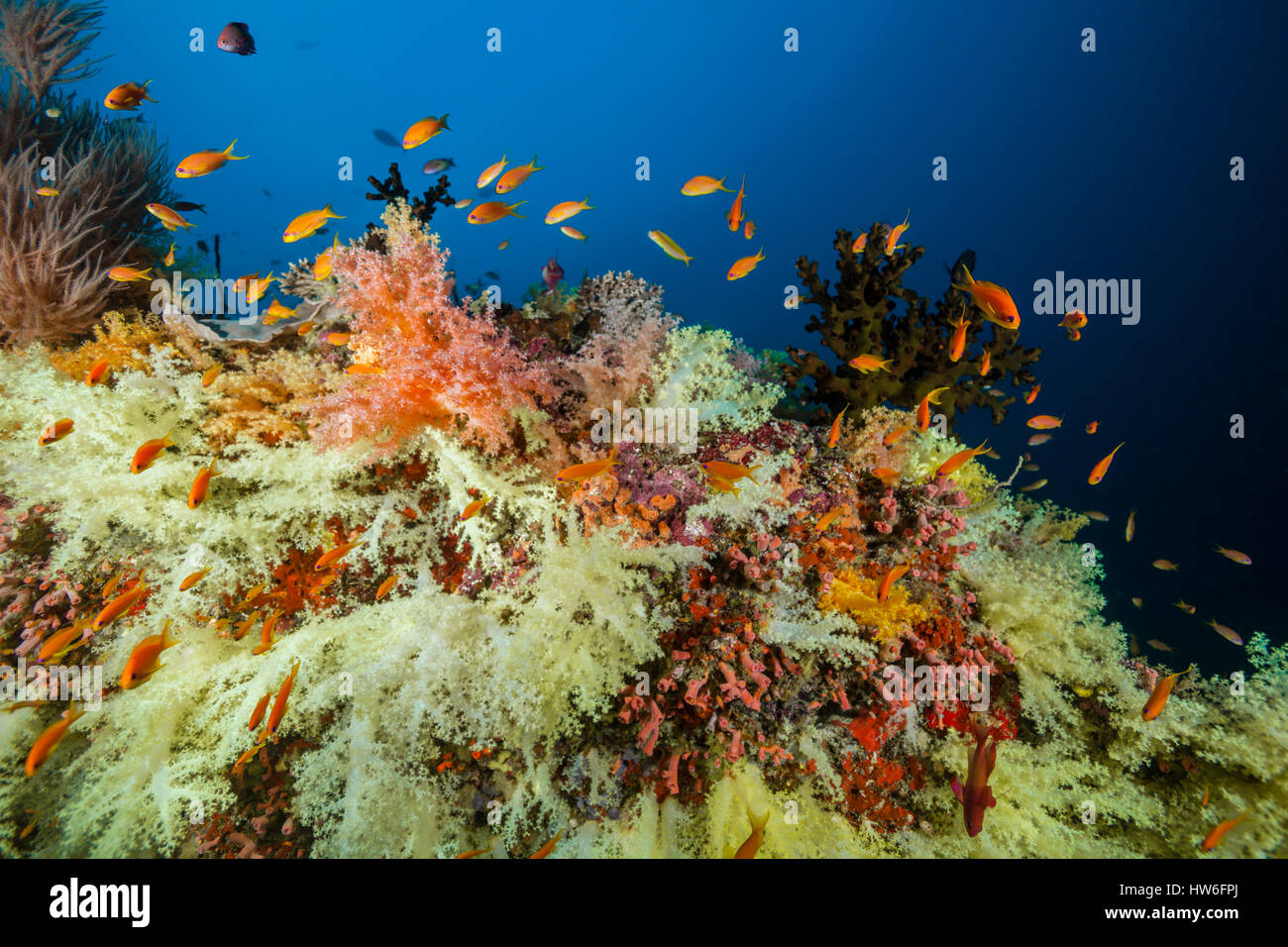 Colored Soft Corals, Nephthea sp, Felidhu Atoll, Maldives Stock Photo ...