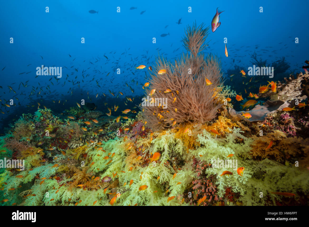 Colored Soft Corals, Nephthea sp, Felidhu Atoll, Maldives Stock Photo ...