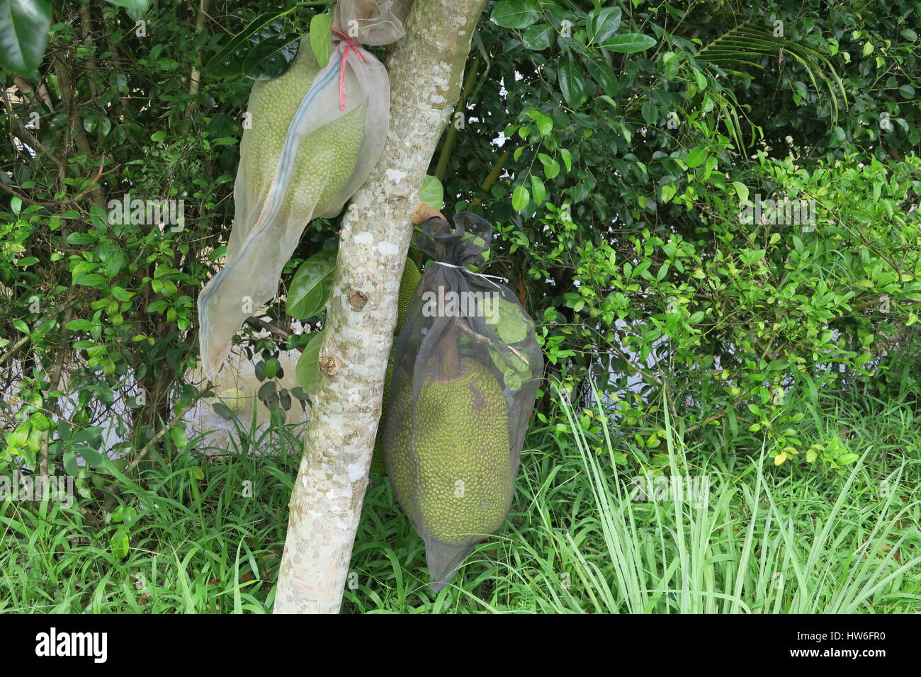 Jackfruit has a distinctive sweet and fruity aroma. Very big and heavy ...
