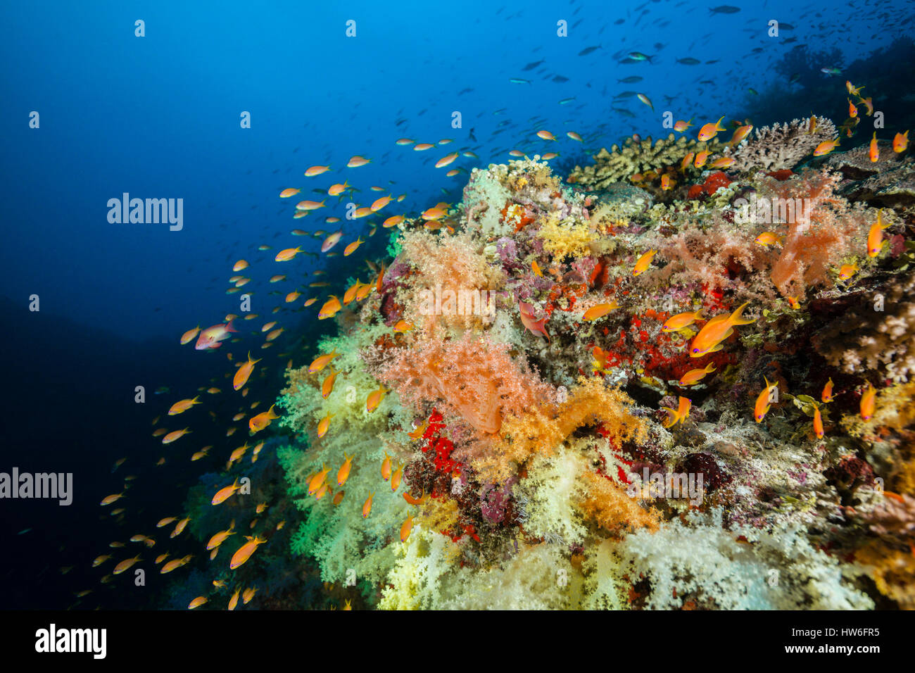 Colored Soft Corals, Nephthea sp, Felidhu Atoll, Maldives Stock Photo ...