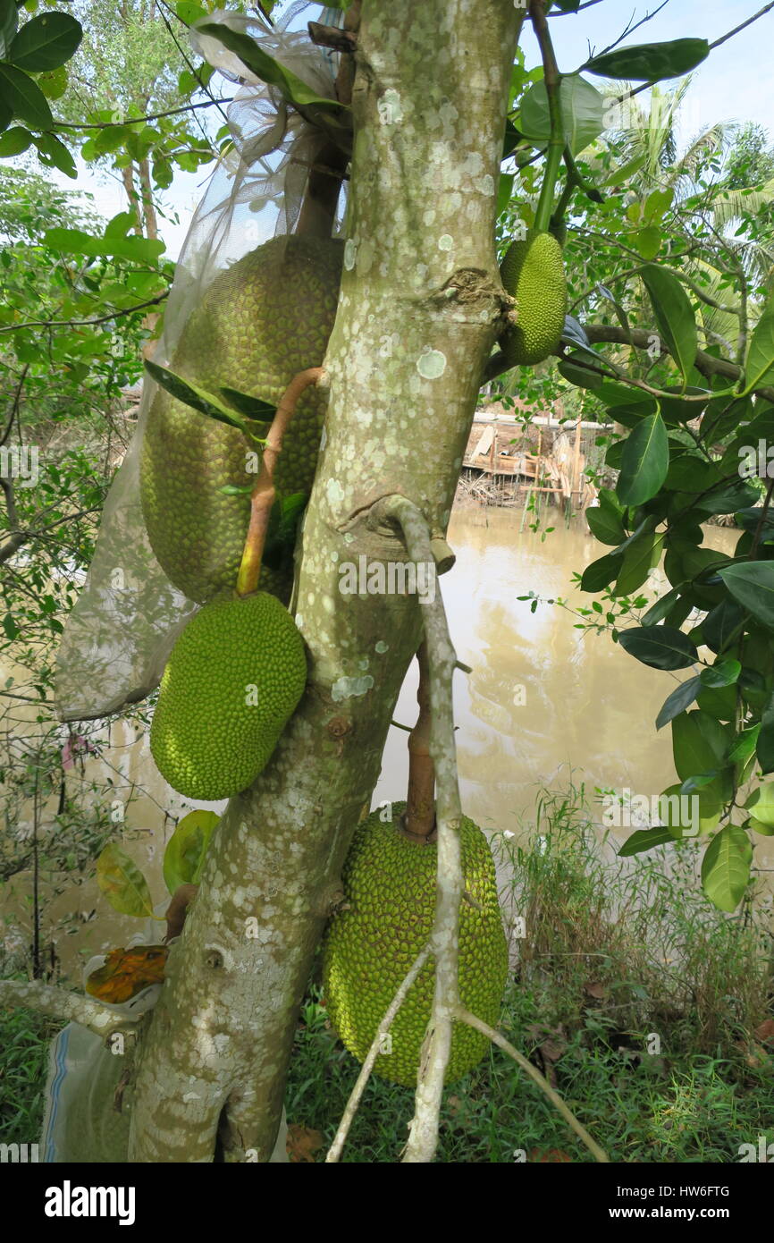 Jackfruit has a distinctive sweet and fruity aroma. Very big and heavy ...