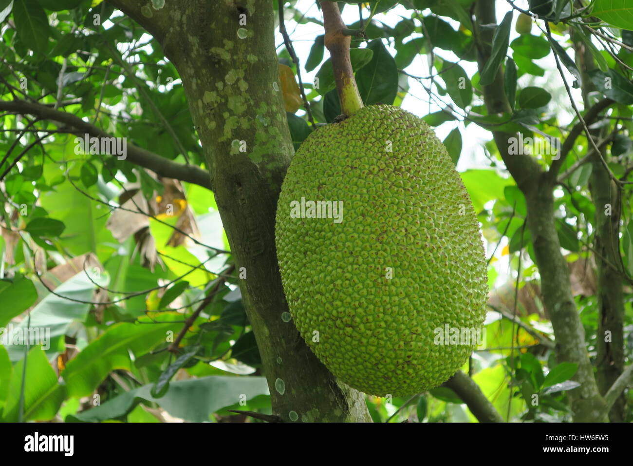 Jackfruit has a distinctive sweet and fruity aroma. Very big and heavy ...