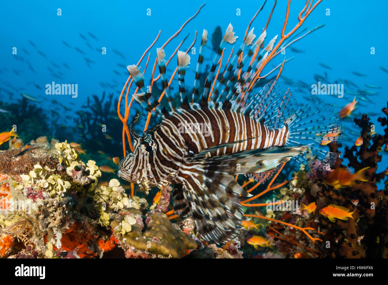 Lionfish over Coral Reef, Pterois miles, South Male Atoll, Maldives ...