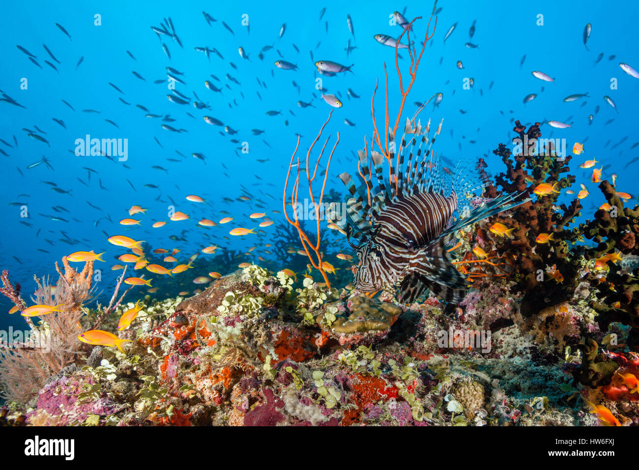 Lionfish over Coral Reef, Pterois miles, South Male Atoll, Maldives ...