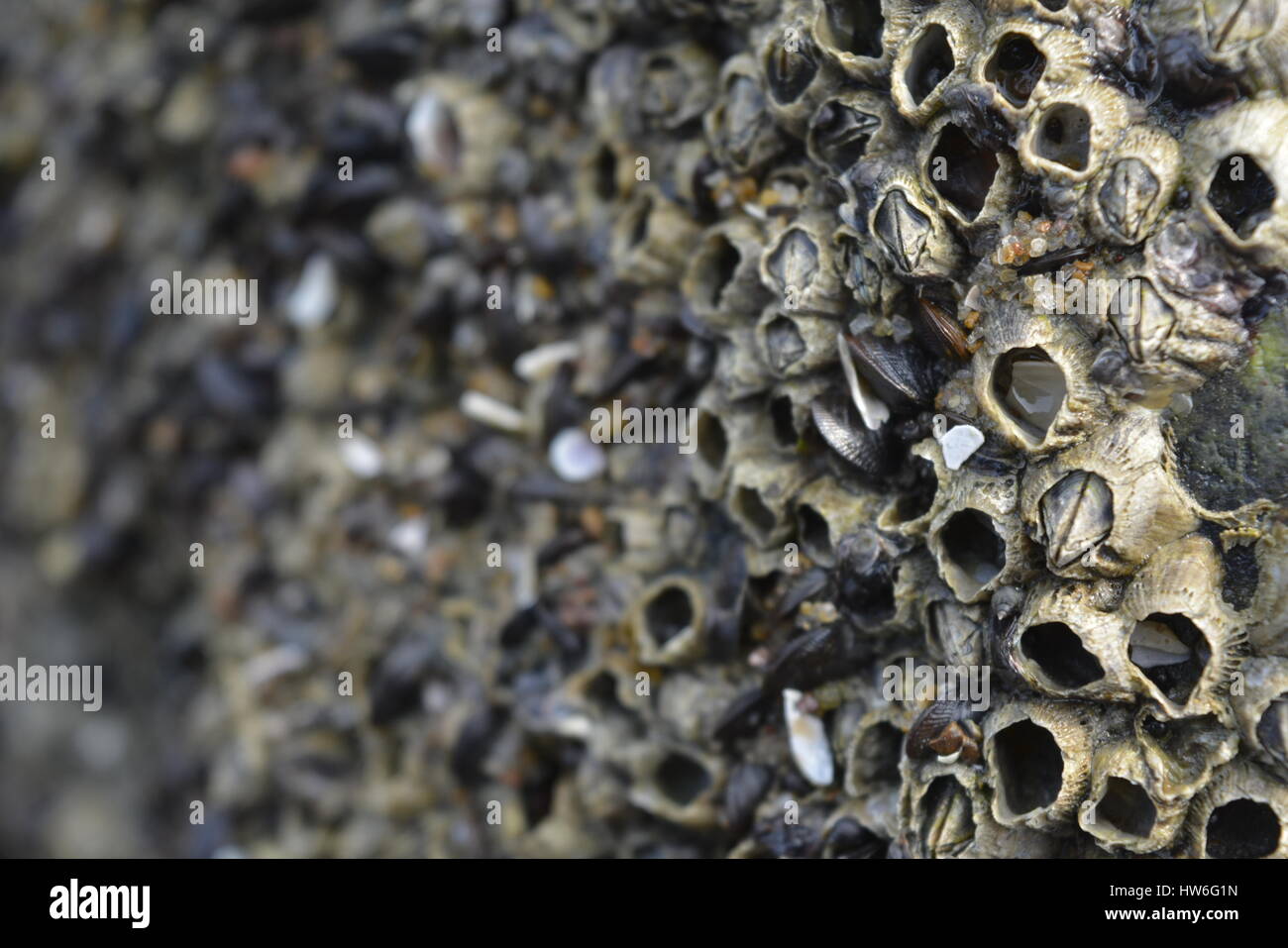 Sea shells on the sea shore Stock Photo - Alamy