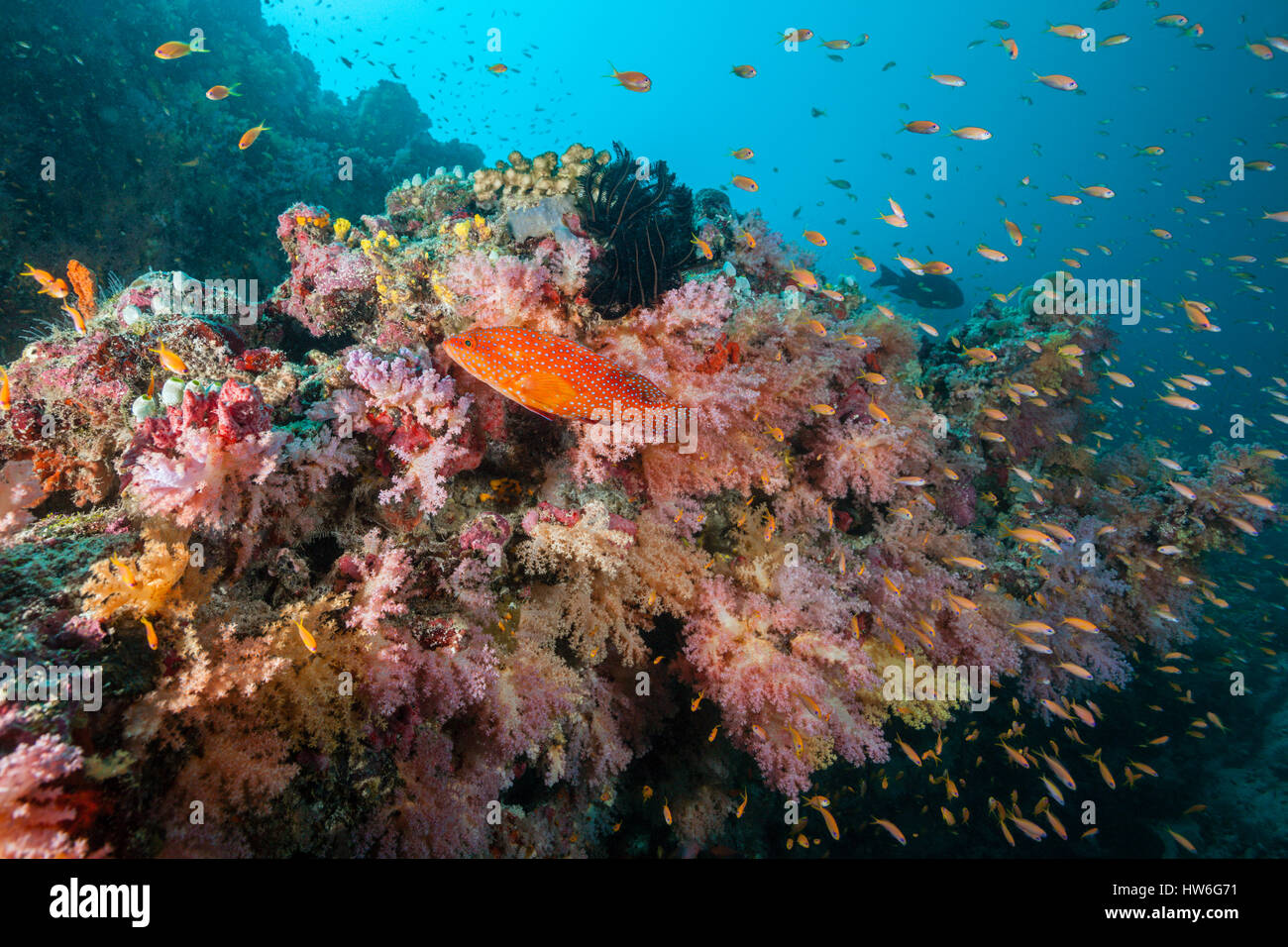 Colored Coral Reef, Felidhu Atoll, Maldives Stock Photo - Alamy