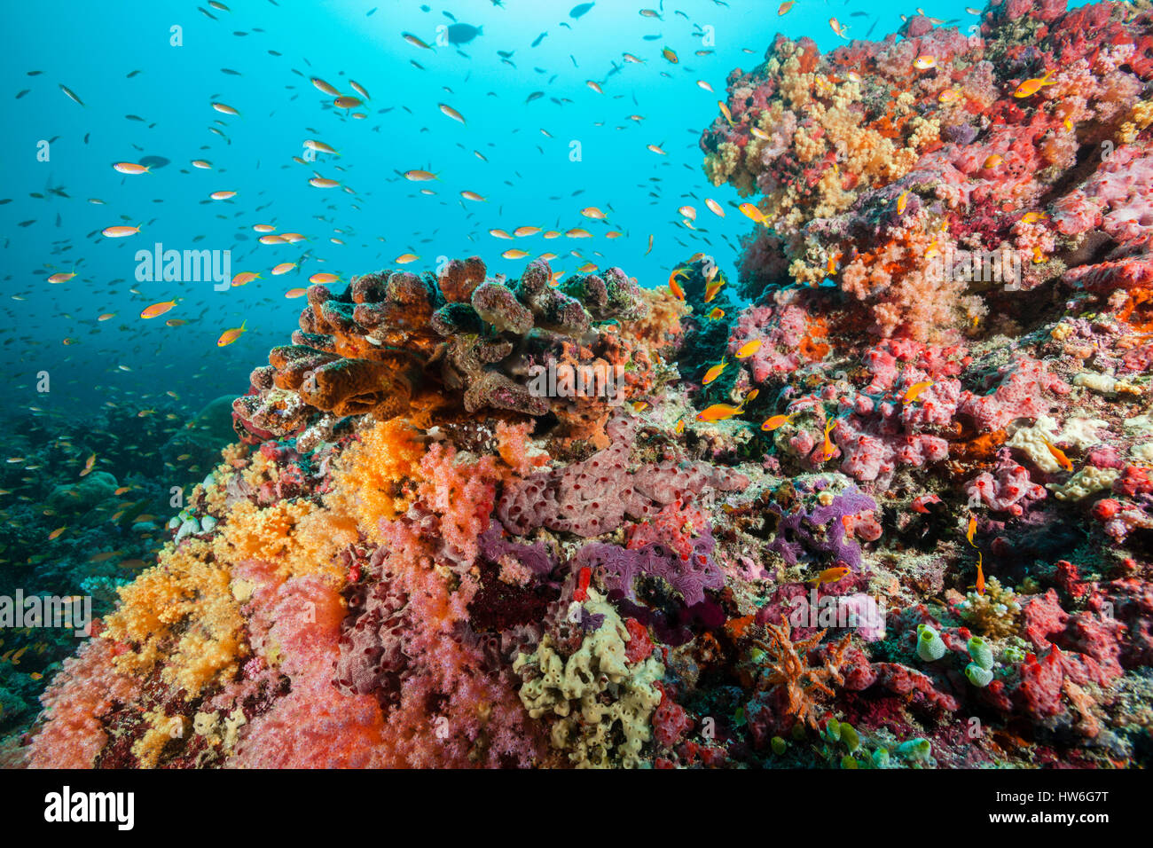 Colored Coral Reef, Felidhu Atoll, Maldives Stock Photo - Alamy