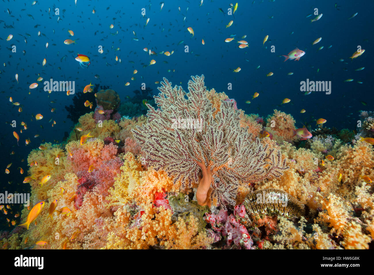 Colored Coral Reef, Felidhu Atoll, Maldives Stock Photo - Alamy