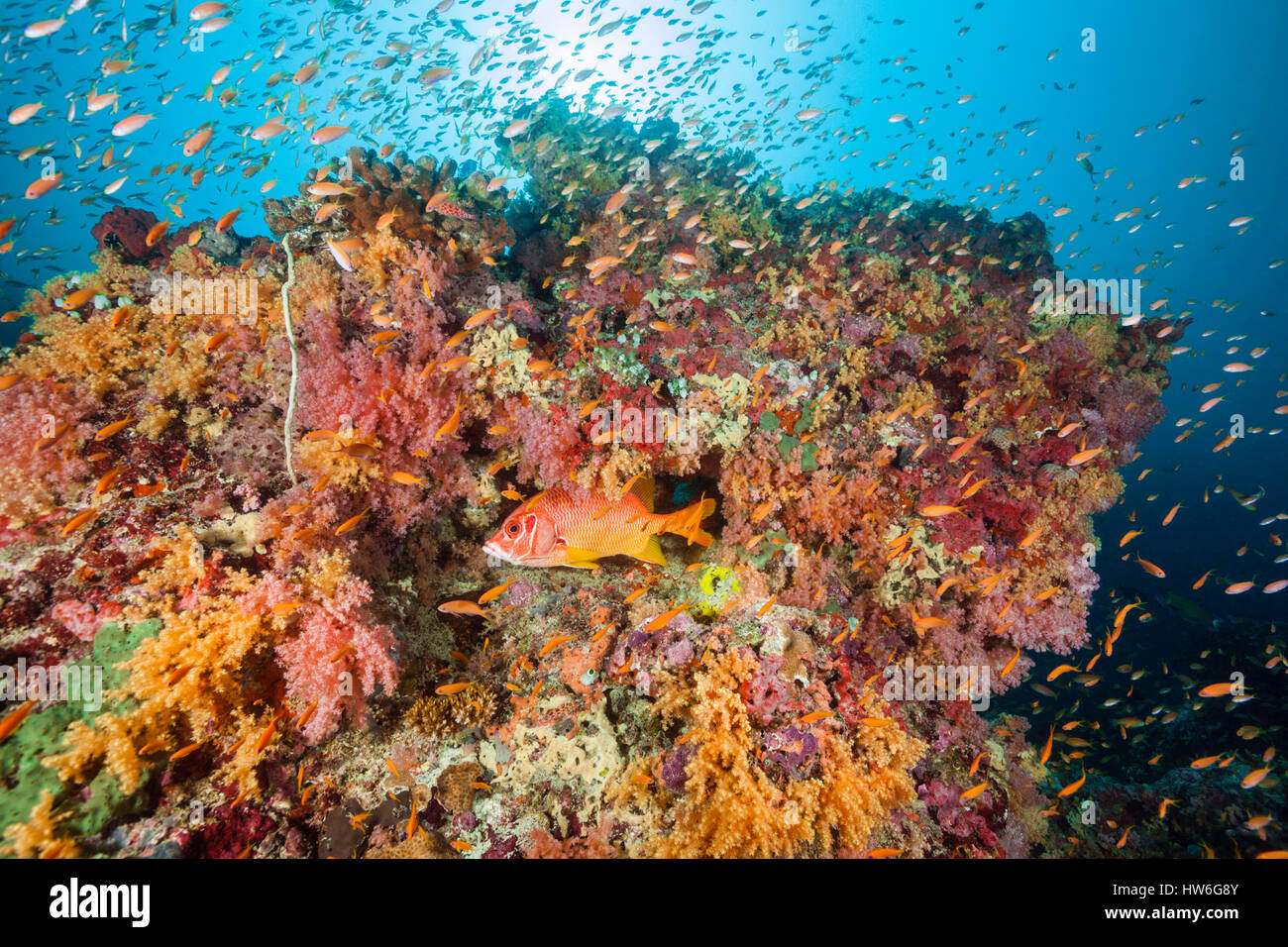 Colored Coral Reef, Felidhu Atoll, Maldives Stock Photo - Alamy