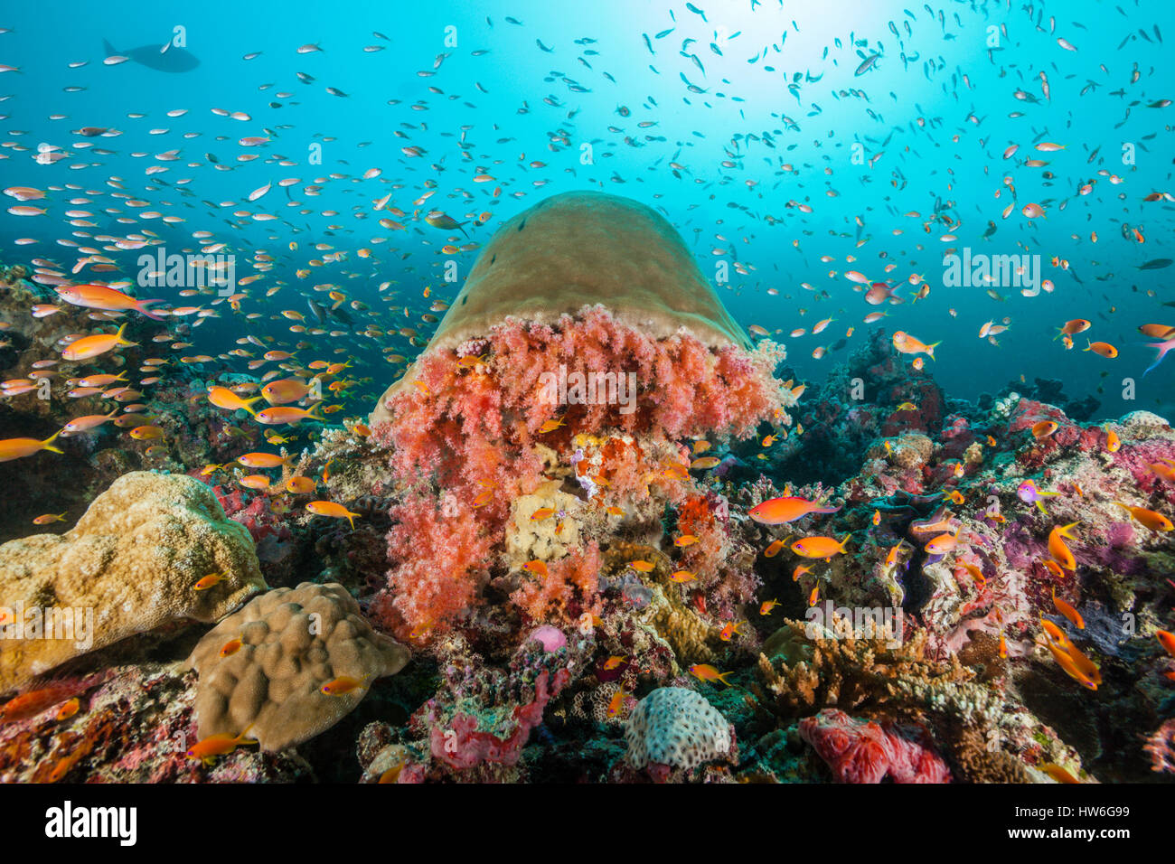 Colored Coral Reef, Felidhu Atoll, Maldives Stock Photo - Alamy
