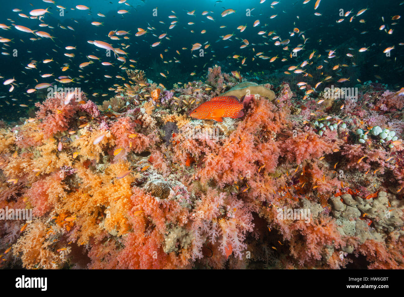 Colored Coral Reef, Felidhu Atoll, Maldives Stock Photo - Alamy