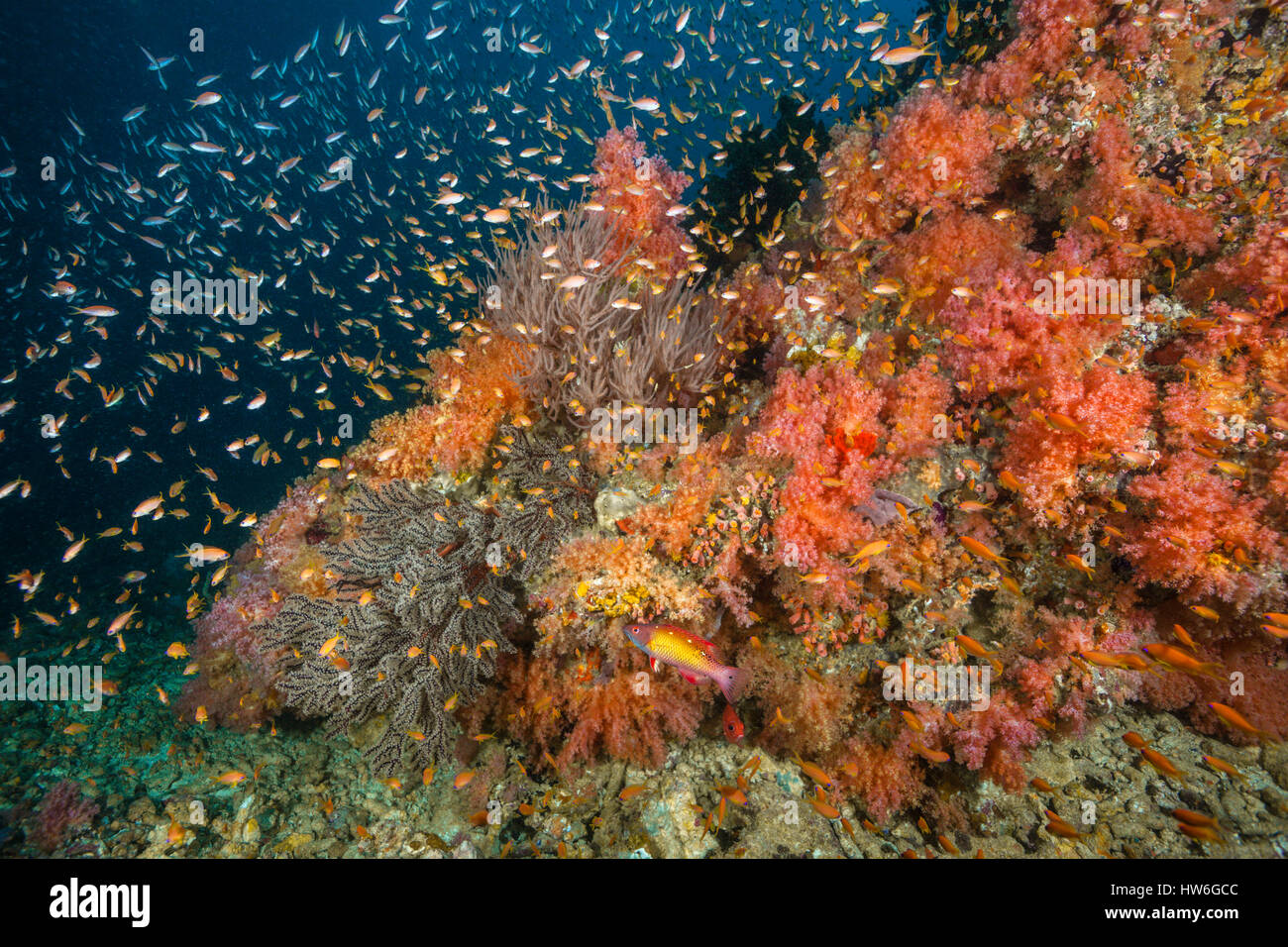 Colored Coral Reef, North Male Atoll, Maldives Stock Photo - Alamy
